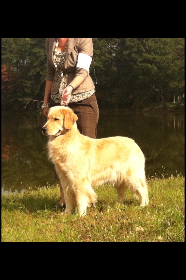 Amber – Graceful Golden Retrievers
