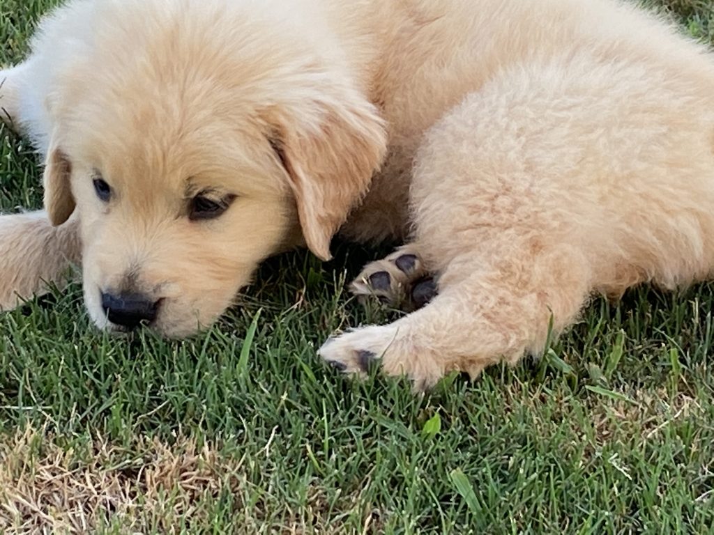 Puppies – Graceful Golden Retrievers