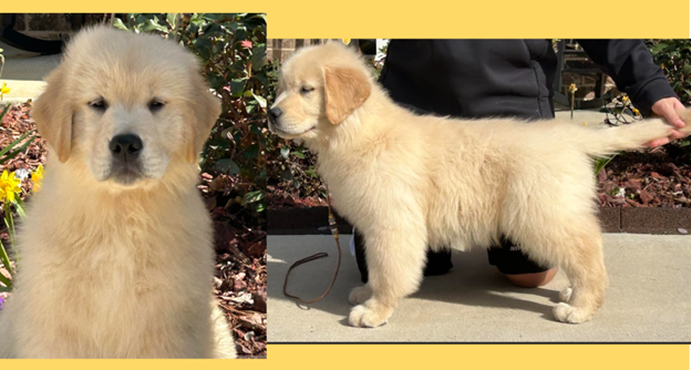 Teddy – Graceful Golden Retrievers